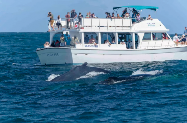 Samaná presenta temporada de avistamiento de ballenas jorobadas - PortalCruceros